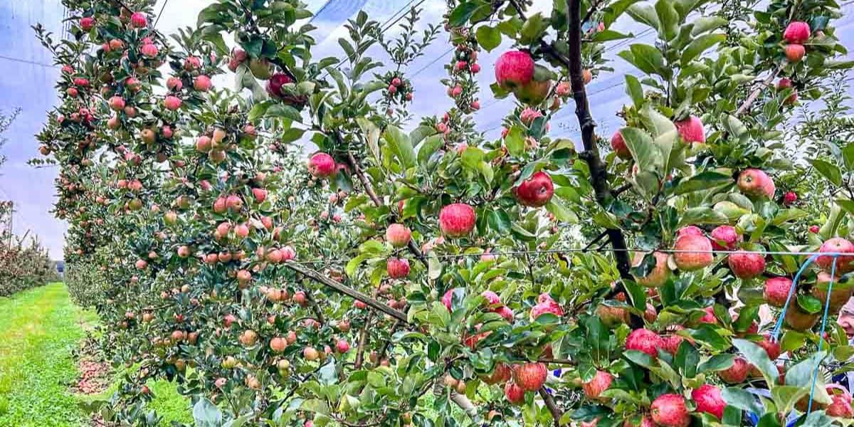 Best things to do in Stanthorpe and Granite Belt Region - Queensland ...