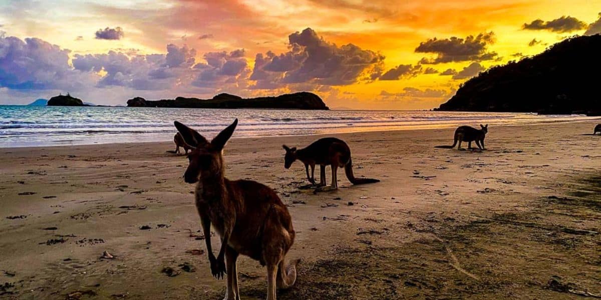 17 of the Best Wildlife Experiences in Queensland - Queensland Travel Guide