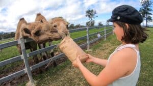 Best things to do in Boonah - Queensland Travel Guide