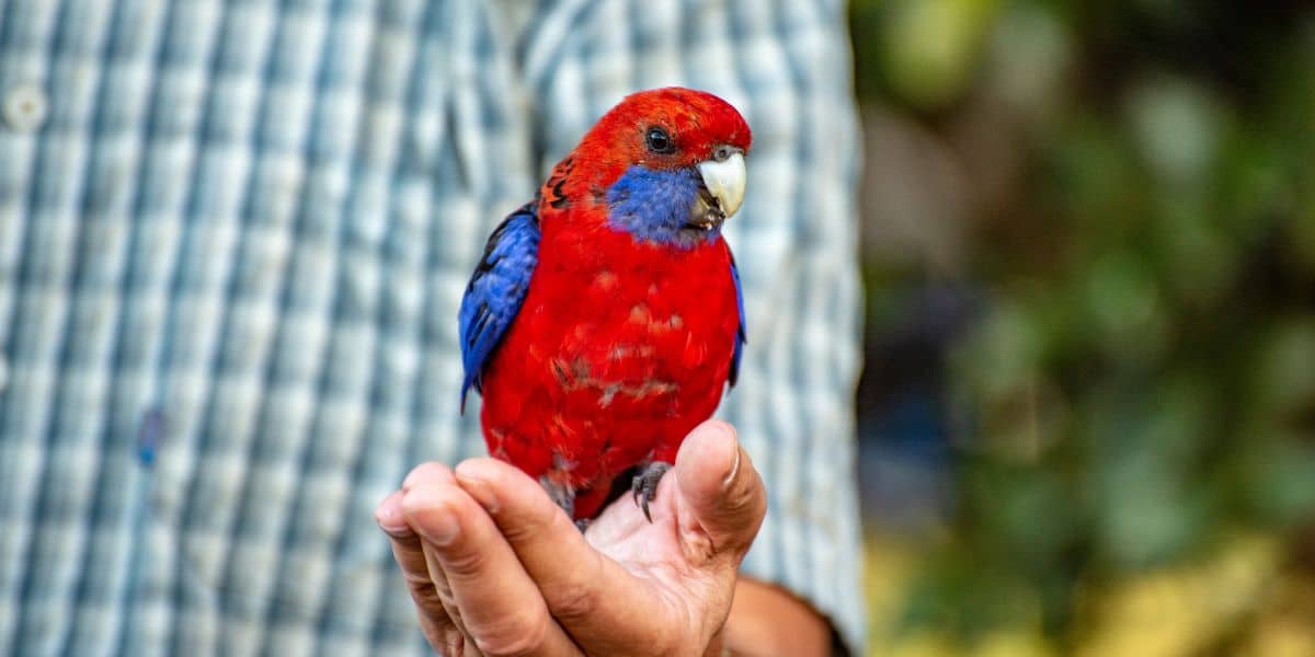 17 of the Best Wildlife Experiences in Queensland - Queensland Travel Guide
