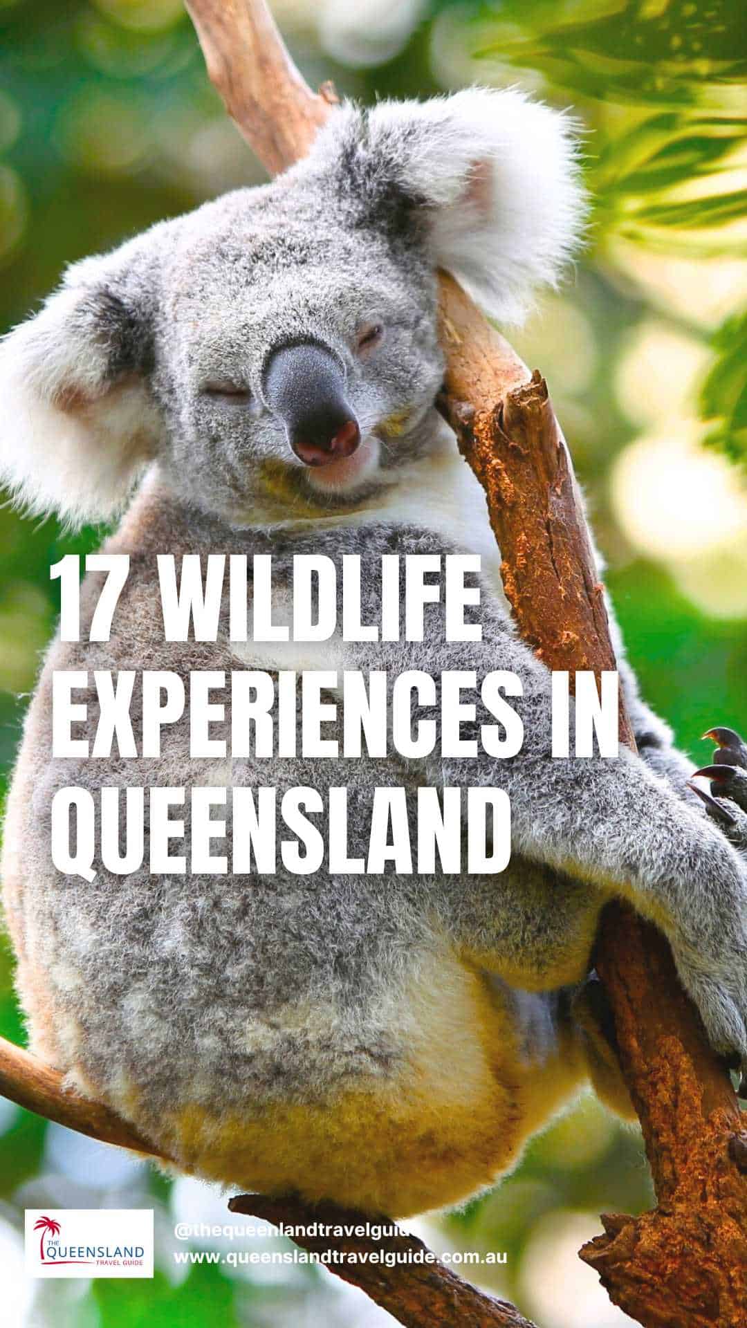 17 of the Best Wildlife Experiences in Queensland - Queensland Travel Guide