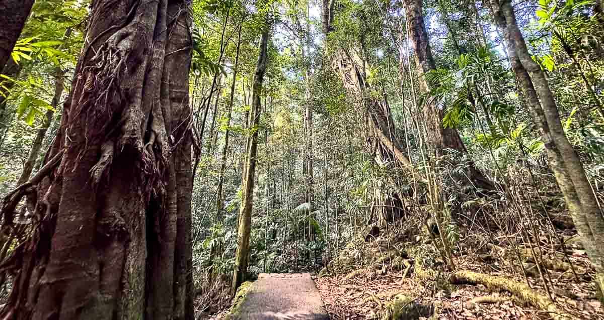 Visiting Natural Bridge, Springbrook - Queensland Travel Guide